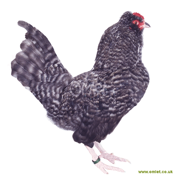 Araucana For Sale | Chickens | Breed Information | Omlet