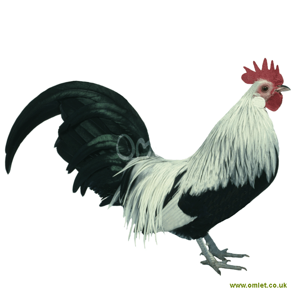Dutch Bantam For Sale | Chickens | Breed Information | Omlet
