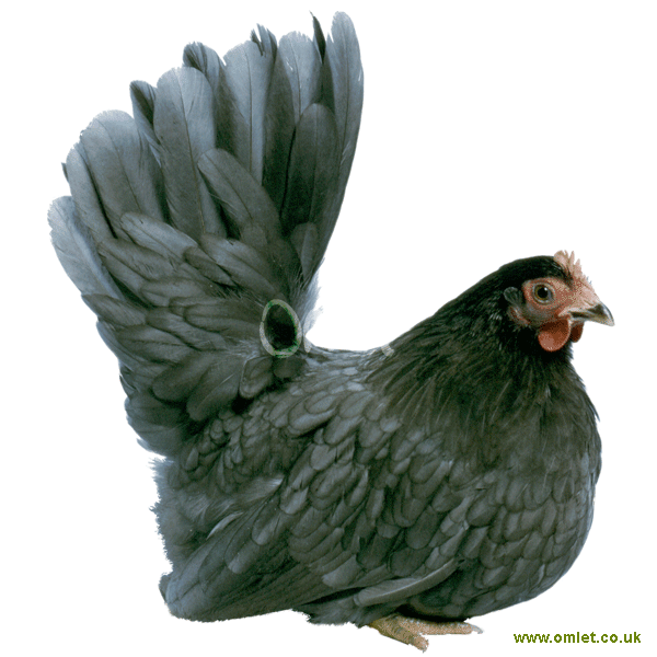 Japanese Bantam | Chickens | Breed Information | Omlet US