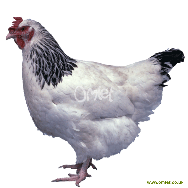 Sussex Chickens | Sussex For Sale