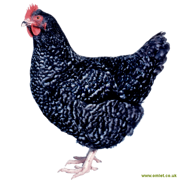 Marans For Sale | Chickens | Breed Information | Omlet