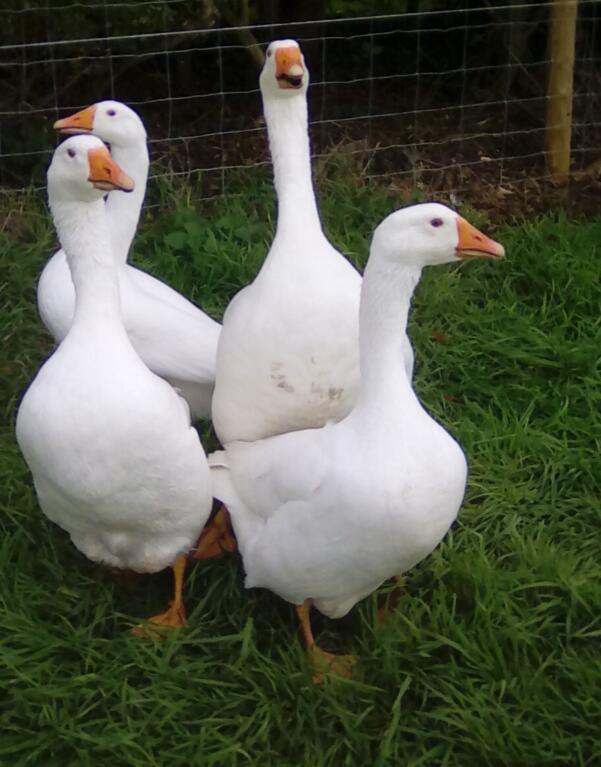 Embden Geese | Embden For Sale | Goose Breeds