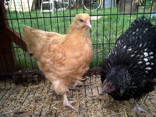 Orpington For Sale | Chickens | Breed Information | Omlet