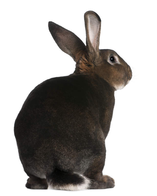 Rex For Sale | Rabbits | Breed Information | Omlet