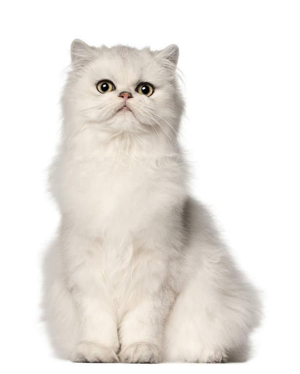 Persian - Self | Cats | Breed Information | Omlet