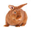 New Zealand Red Rabbits | New Zealand Red For Sale | Rabbit Breeds