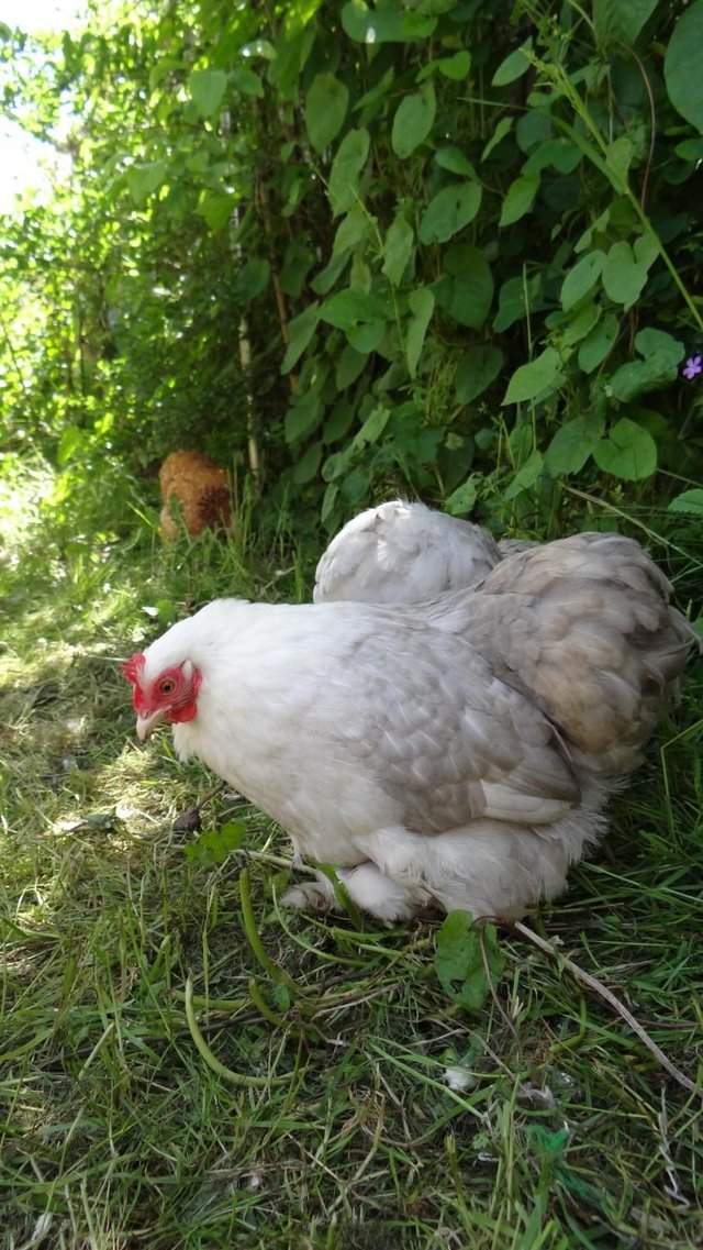 Pekin Bantam For Sale | Chickens | Breed Information | Omlet