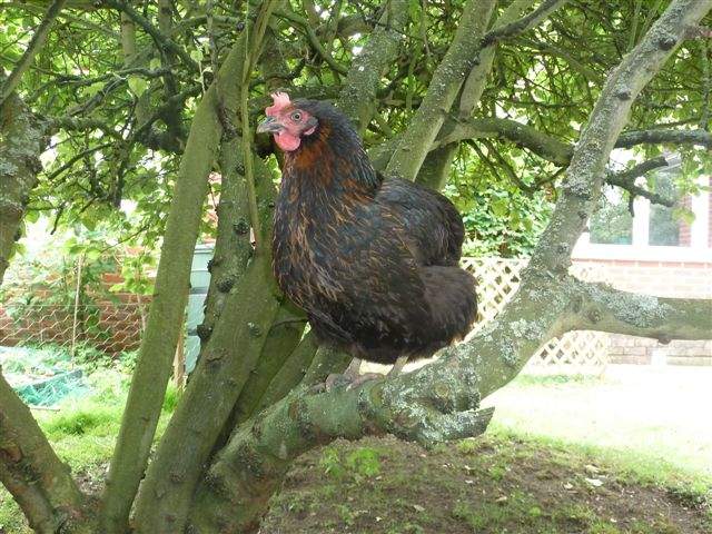 Hybrid For Sale | Chickens | Breed Information | Omlet