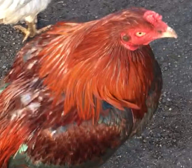 Asil Chickens | Asil For Sale