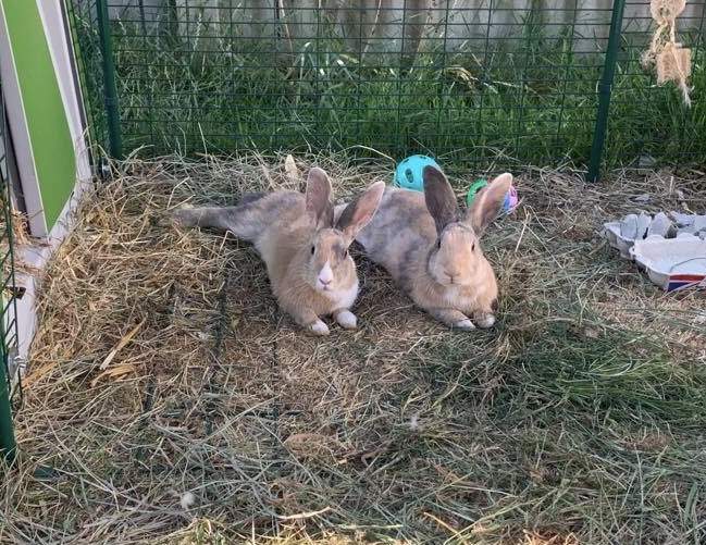 Outdoor Rabbit Run | Large Outdoor Rabbit Enclosure