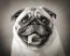 Pug Dogs | Dog Breeds