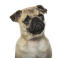 Pug Dogs | Dog Breeds