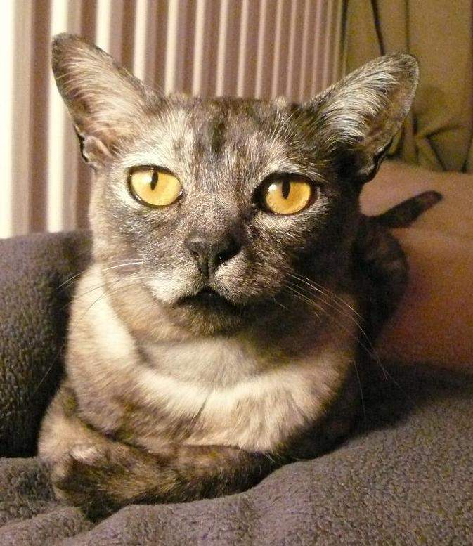 Asian - Smoke | Cats | Breed Information | Omlet