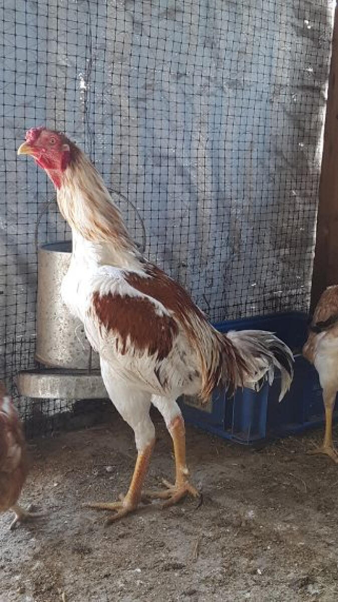 Malay Chickens | Malay For Sale | Chicken Breeds