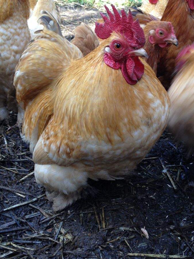 Pekin Bantam For Sale | Chickens | Breed Information | Omlet