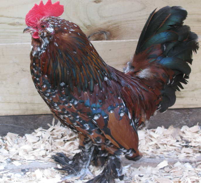Booted Bantam For Sale | Chickens | Breed Information | Omlet