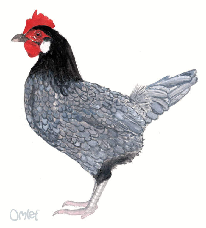 Blue Andalusian Chickens