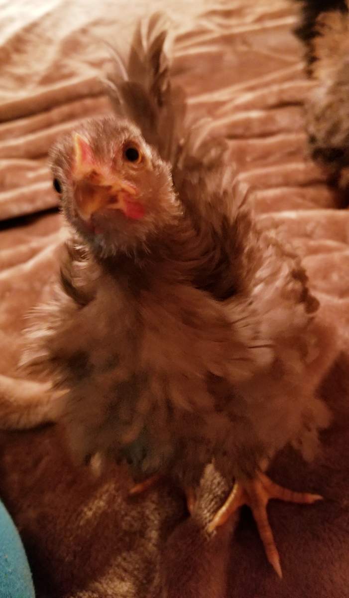 Serama For Sale | Chickens | Breed Information | Omlet