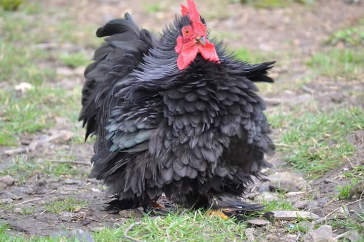 Frizzle Chickens | Frizzle For Sale