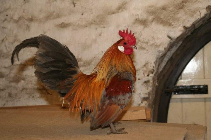 Dutch Bantam For Sale | Chickens | Breed Information | Omlet