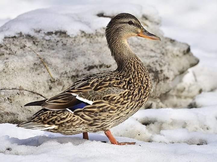 Mallard | Ducks | Breed Information | Omlet