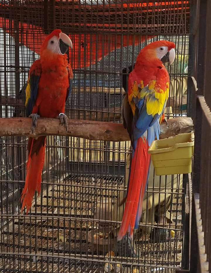 Outdoor Parrot Aviary | Parrots | Guide | Omlet US