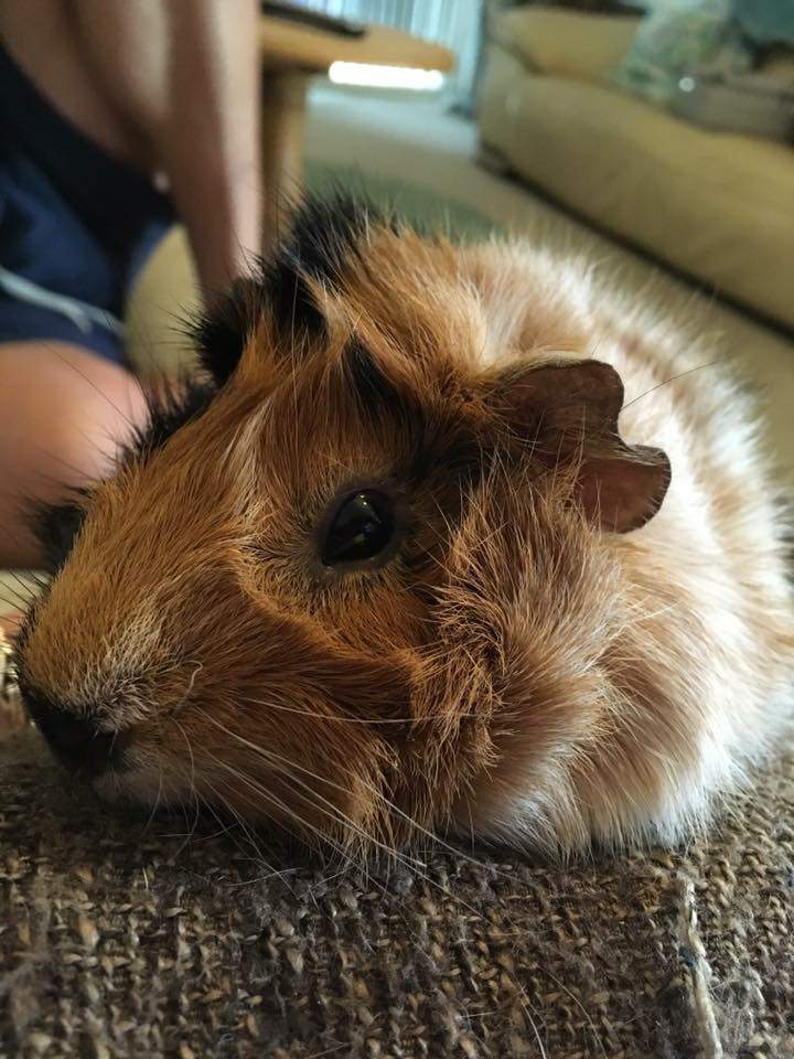 Abyssinian Guinea Pigs | Abyssinian For Sale