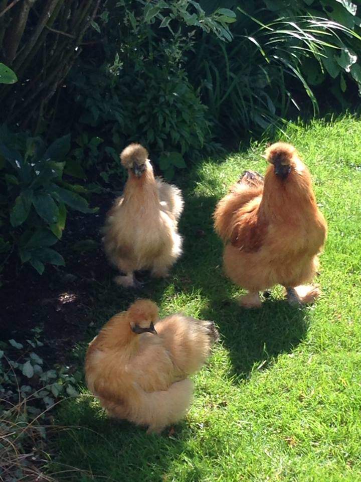 Silkie For Sale | Chickens | Breed Information | Omlet