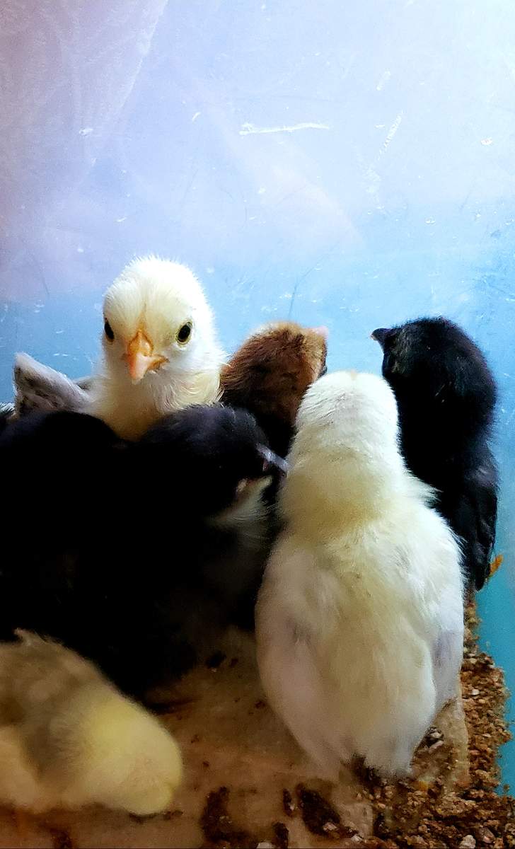 Serama For Sale | Chickens | Breed Information | Omlet