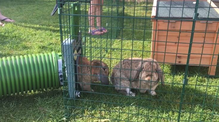 Zippi Guinea Pig Tunnel System | Omlet | Guinea Pig Hutches, Guinea Pig ...