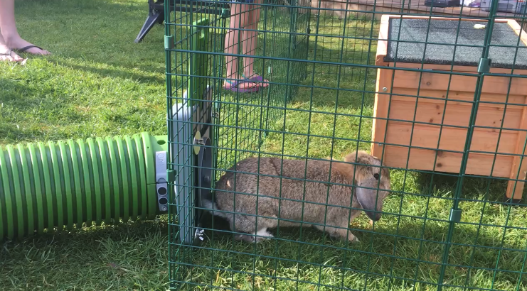 Zippi Rabbit Runs and Playpens | Omlet