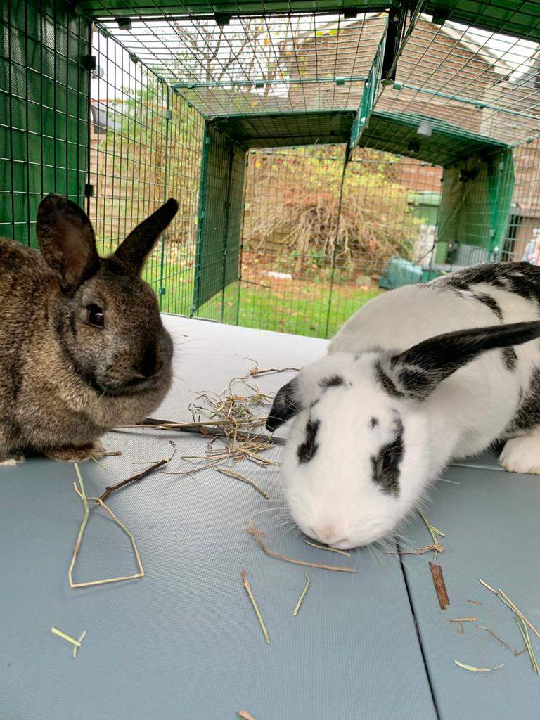 Zippi Rabbit Platforms for Zippi Runs | Omlet | Rabbit Hutches, Rabbit ...