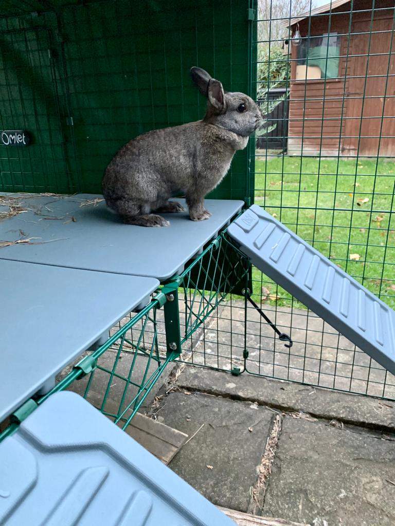 Zippi Rabbit Platforms for Zippi Runs | Omlet | Rabbit Hutches, Rabbit ...