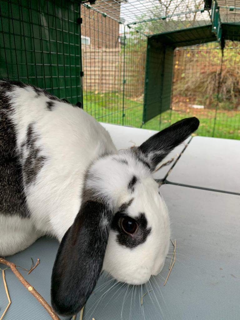 Zippi Rabbit Platforms for Zippi Runs | Omlet | Rabbit Hutches, Rabbit ...