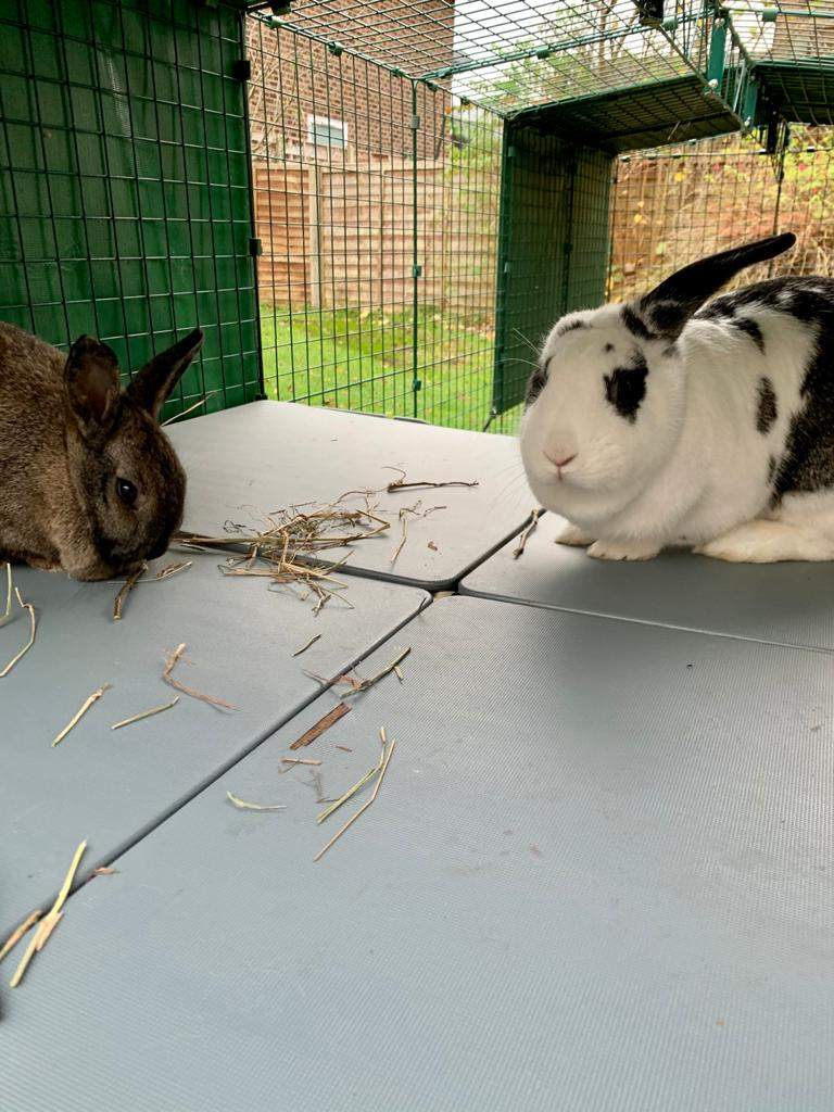 Zippi Rabbit Platforms for Zippi Runs | Omlet | Rabbit Hutches, Rabbit ...