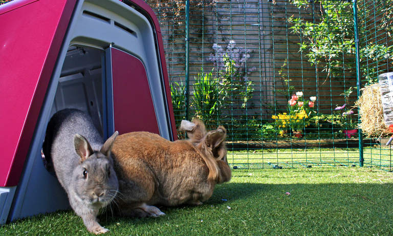 Outdoor Rabbit Run | Large Outdoor Rabbit Enclosure