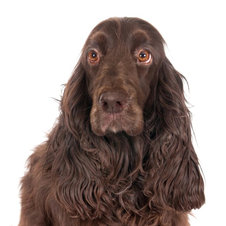 Field Spaniel Dogs
