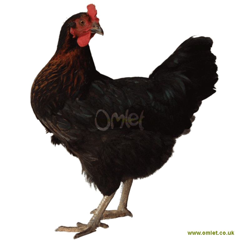 Miss Pepperpot Chickens | Miss Pepperpot For Sale | Chicken Breeds