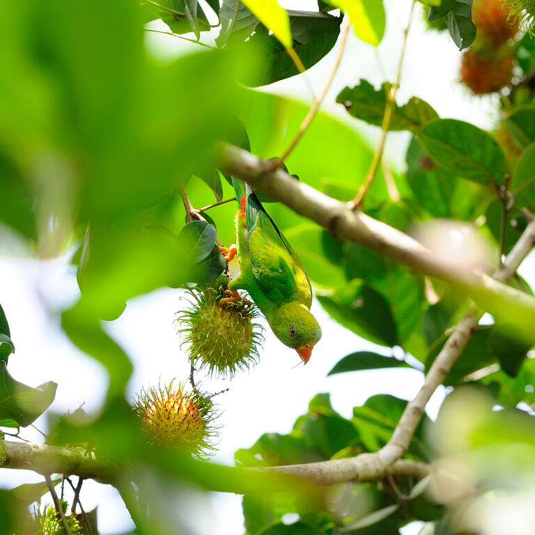 Vernal Hanging Parrot | Parrots | Breed Information | Omlet