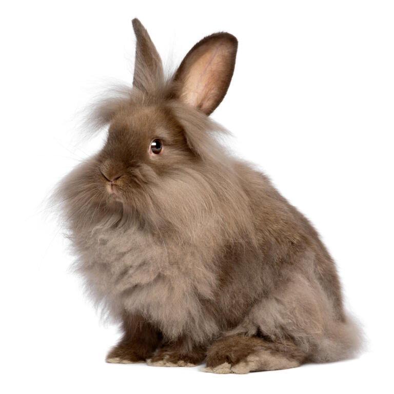 Lionhead For Sale | Rabbits | Breed Information | Omlet