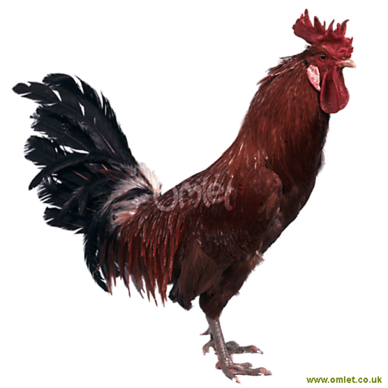 Buttercup Chickens | Buttercup For Sale | Chicken Breeds