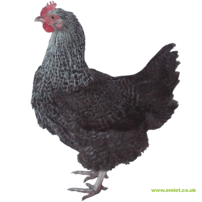 Speckledy Chickens | Speckledy For Sale | Chicken Breeds