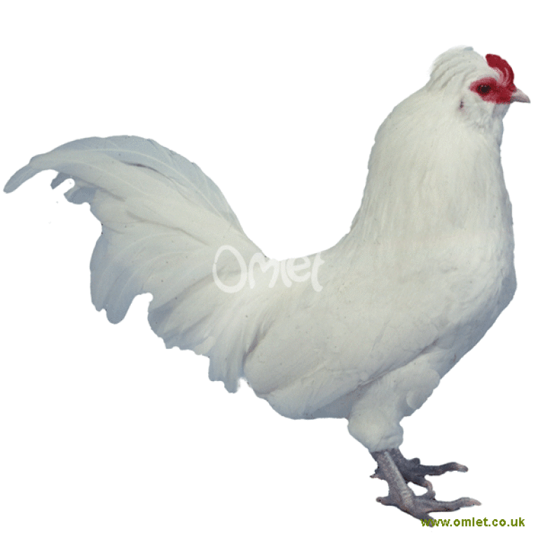 araucana pullets