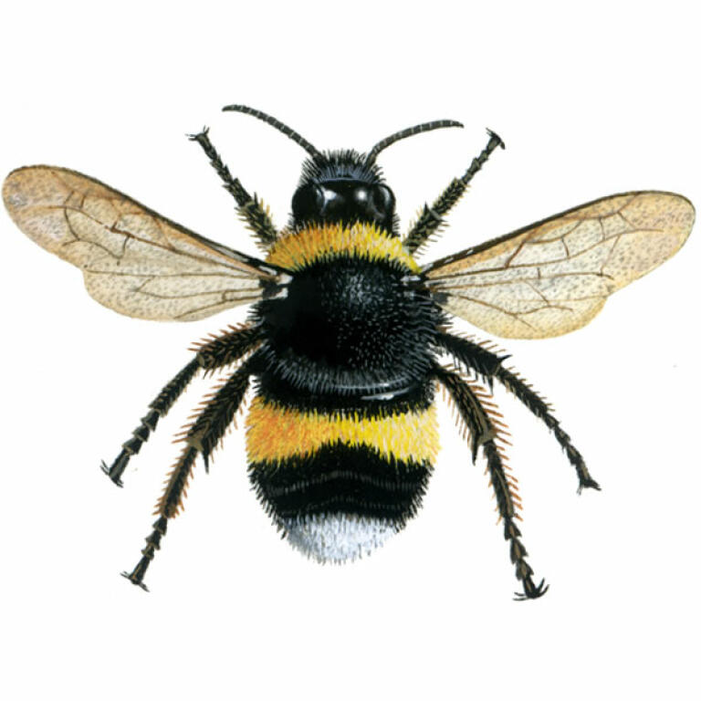 Bumblebee | Bumblebee For Sale | Bee Types