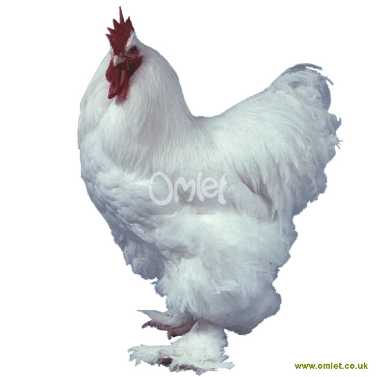 Cochin Chickens | Cochin For Sale | Chicken Breeds