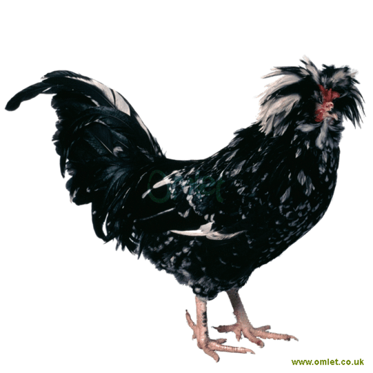 Mottled Houdan Chicken