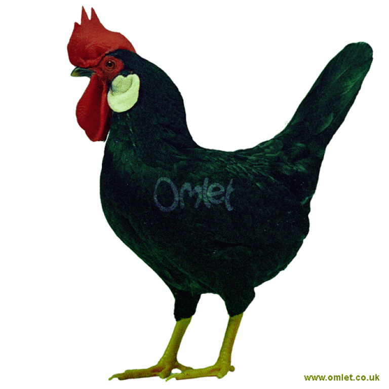 Red Leghorn Chickens
