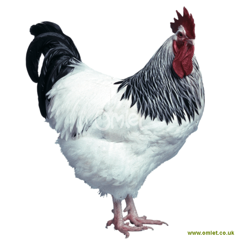 Sussex Chickens | Sussex For Sale | Chicken Breeds