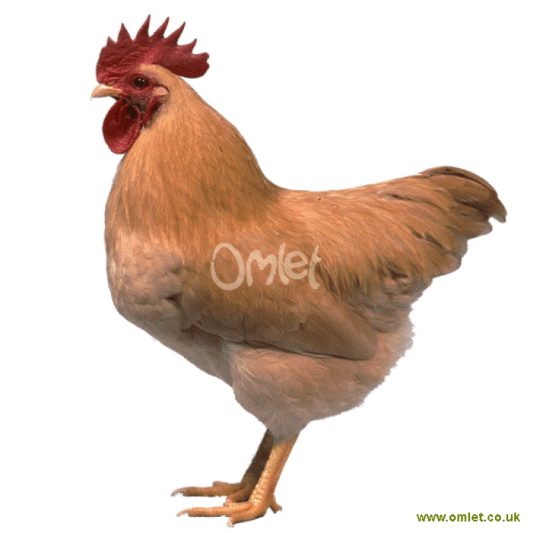 Partridge Plymouth Rock Chicken