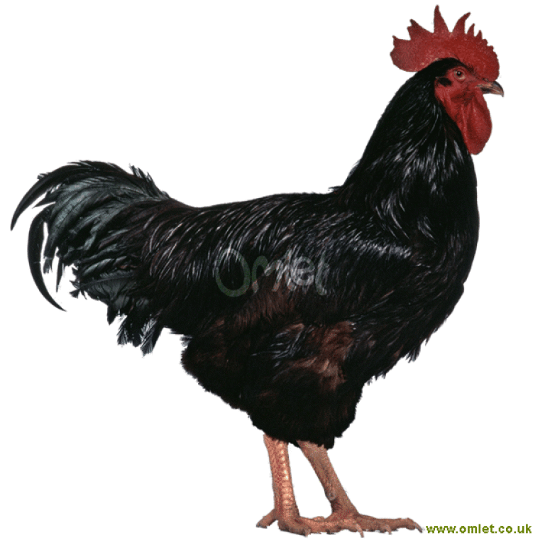 Rhode Island Red Chickens | Rhode Island Red For Sale | Chicken Breeds